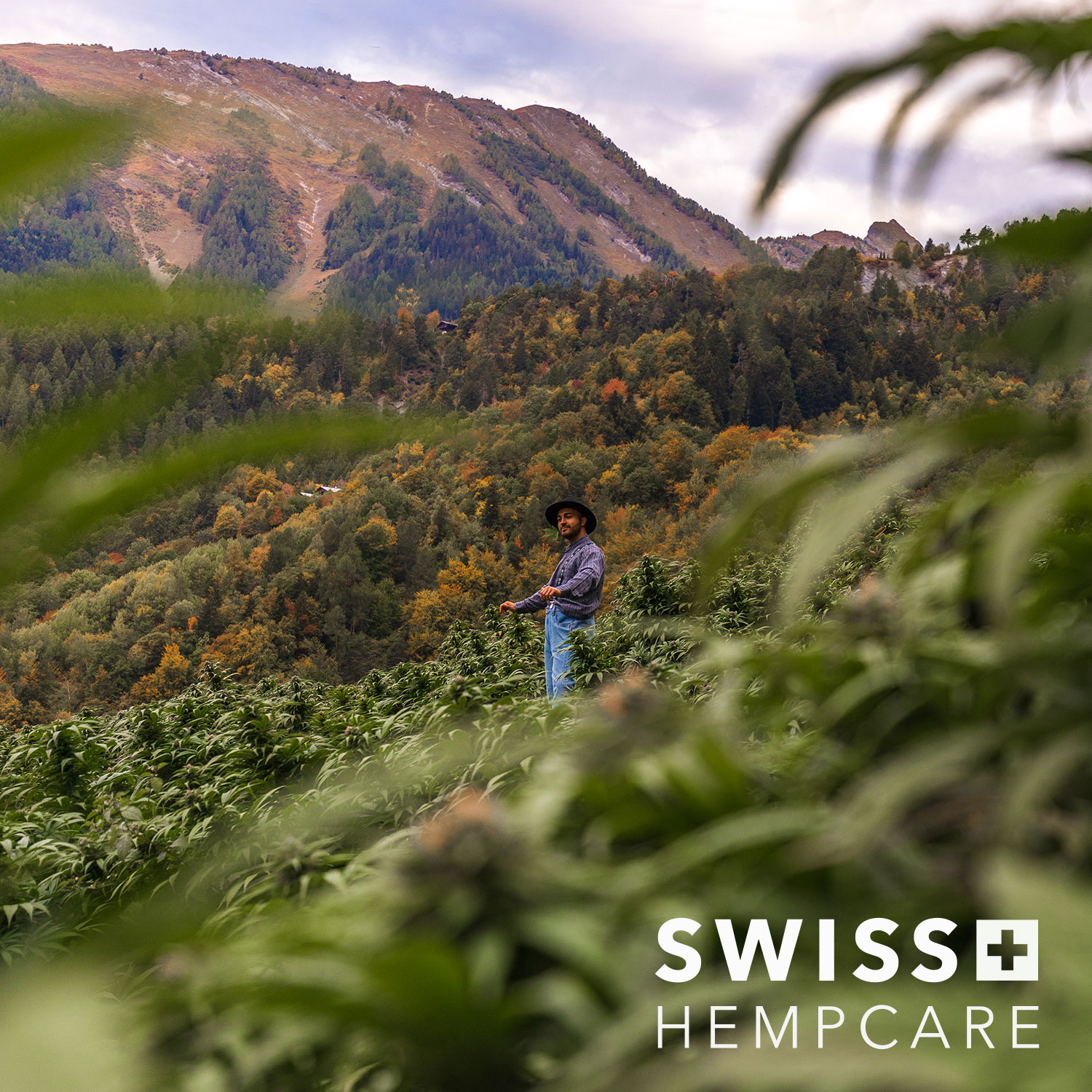 Schweizer CBD Shop | CBD kaufen | Swiss Hempcare